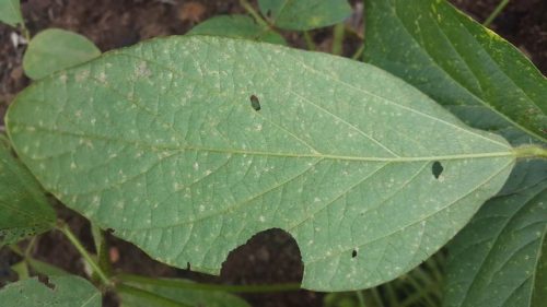 Infectário - Departamento de Fitopatologia
