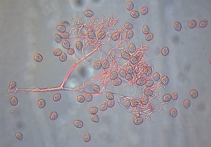 Infectário - Departamento de Fitopatologia